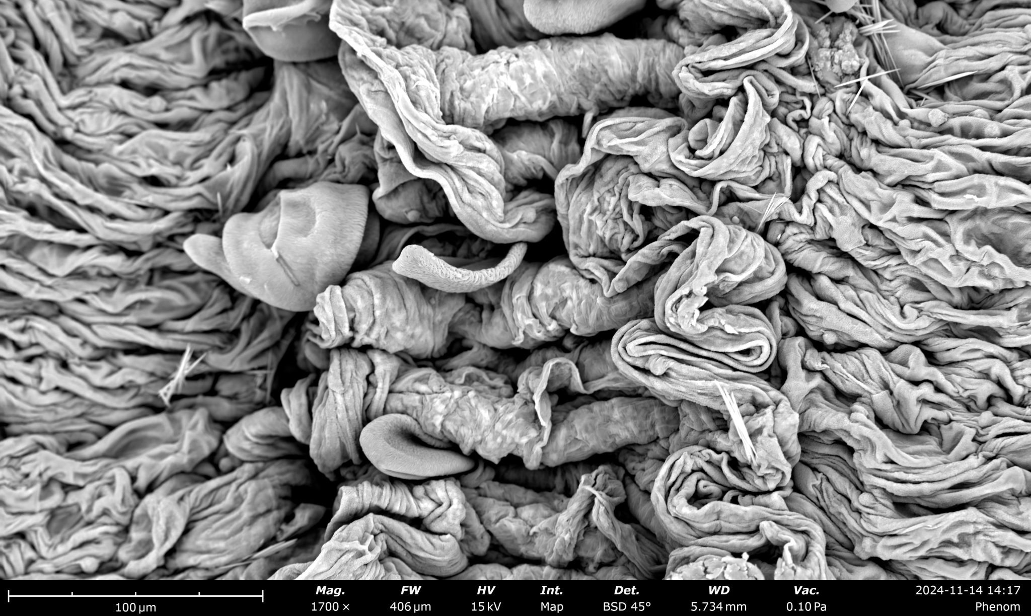Microscope Image Contest - MIT Department of Materials Science and ...